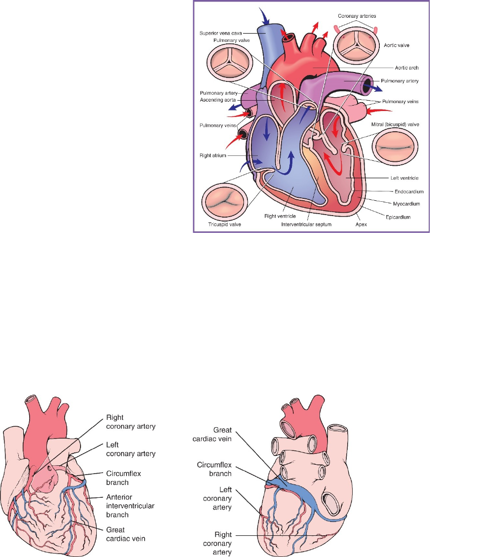 heart - Phlebotomy Career Training