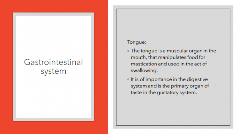 Gastrointestinal system (New) - Phlebotomy Career Training