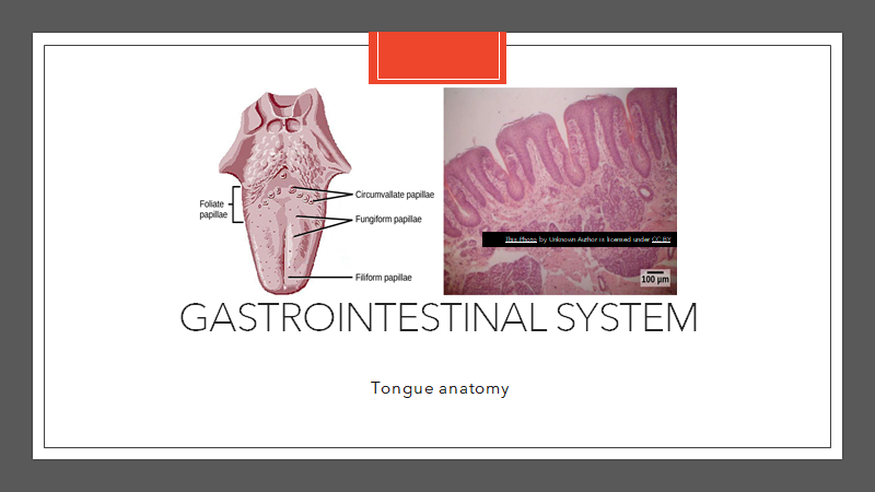 Gastrointestinal system (New) - Phlebotomy Career Training