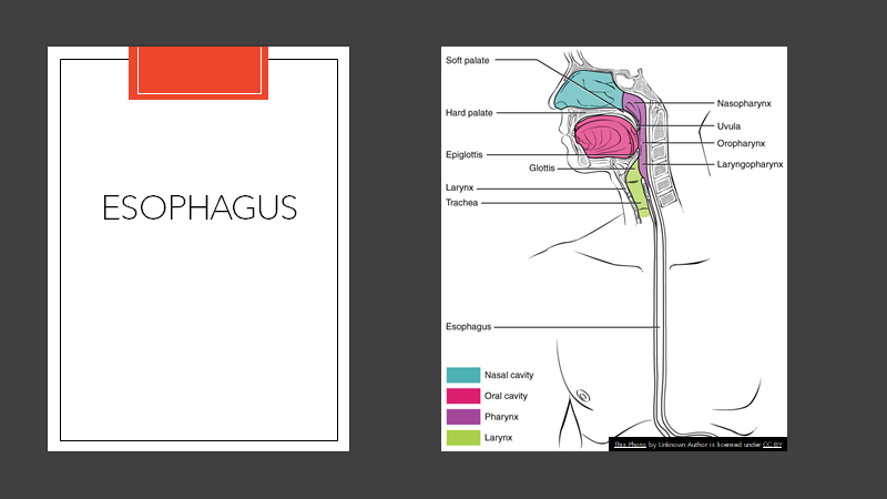 Gastrointestinal system (New) - Phlebotomy Career Training