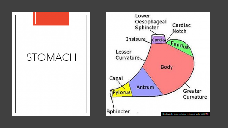 Gastrointestinal system (New) - Phlebotomy Career Training