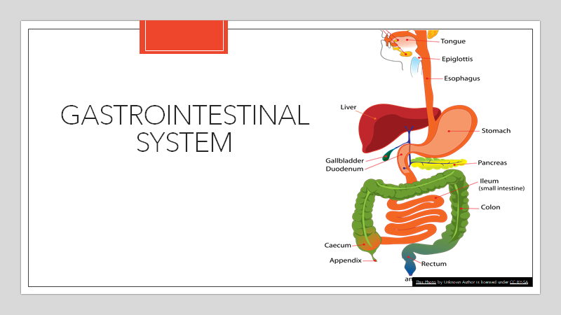 Gastrointestinal system (New) - Phlebotomy Career Training