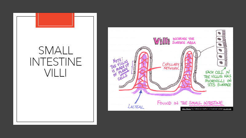 Gastrointestinal system (New) - Phlebotomy Career Training