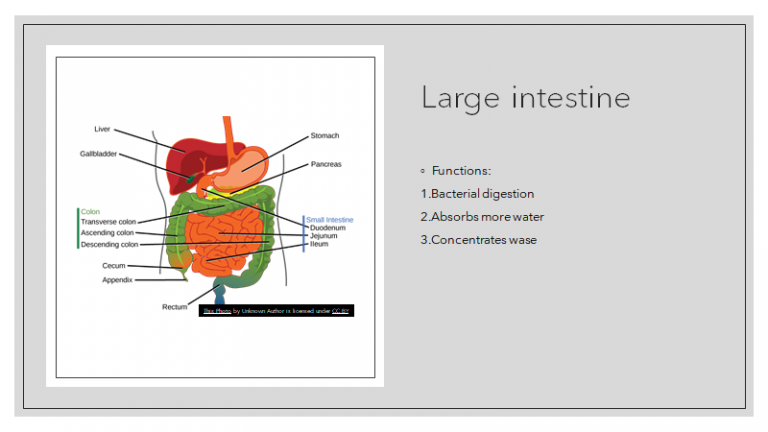 Gastrointestinal system (New) - Phlebotomy Career Training