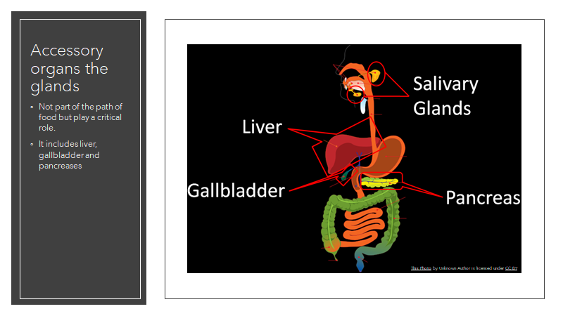 Gastrointestinal system (New) - Phlebotomy Career Training
