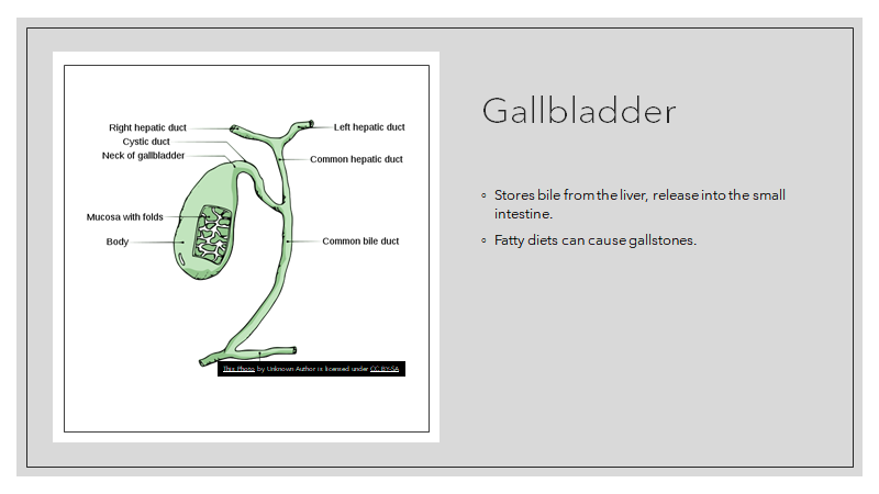 Gastrointestinal system (New) - Phlebotomy Career Training
