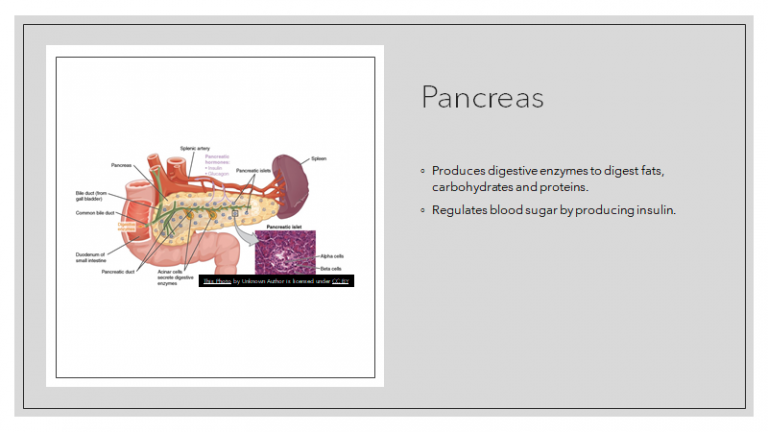 Gastrointestinal system (New) - Phlebotomy Career Training