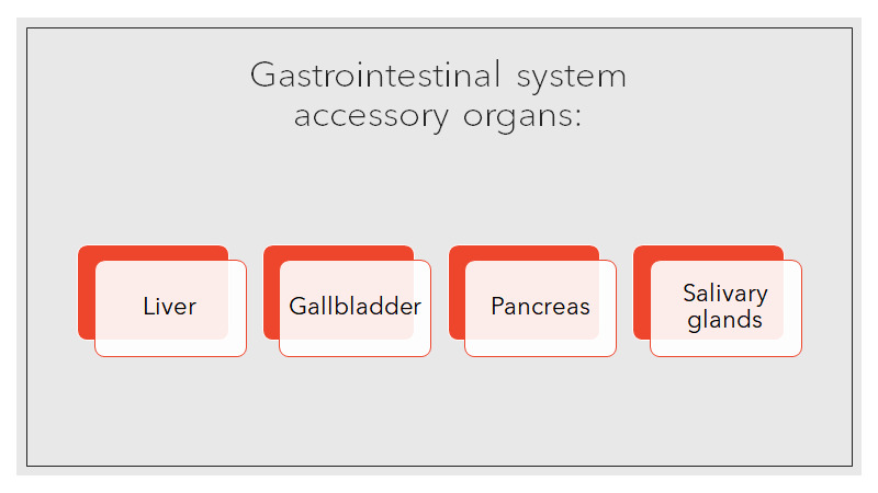 Gastrointestinal system (New) - Phlebotomy Career Training
