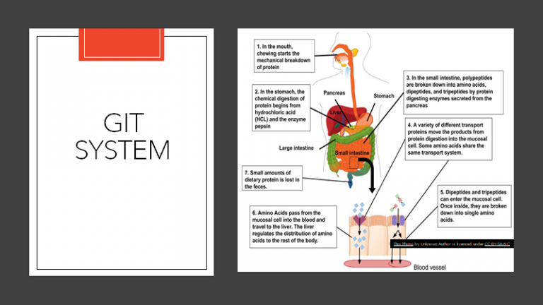 Gastrointestinal system (New) - Phlebotomy Career Training