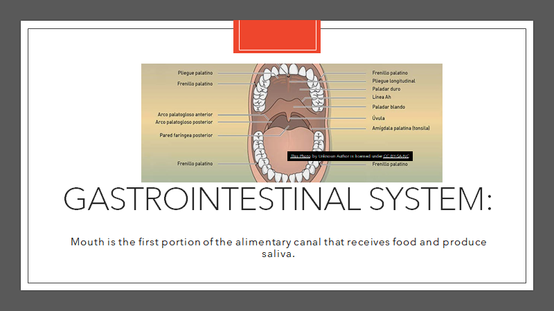 Gastrointestinal system (New) - Phlebotomy Career Training