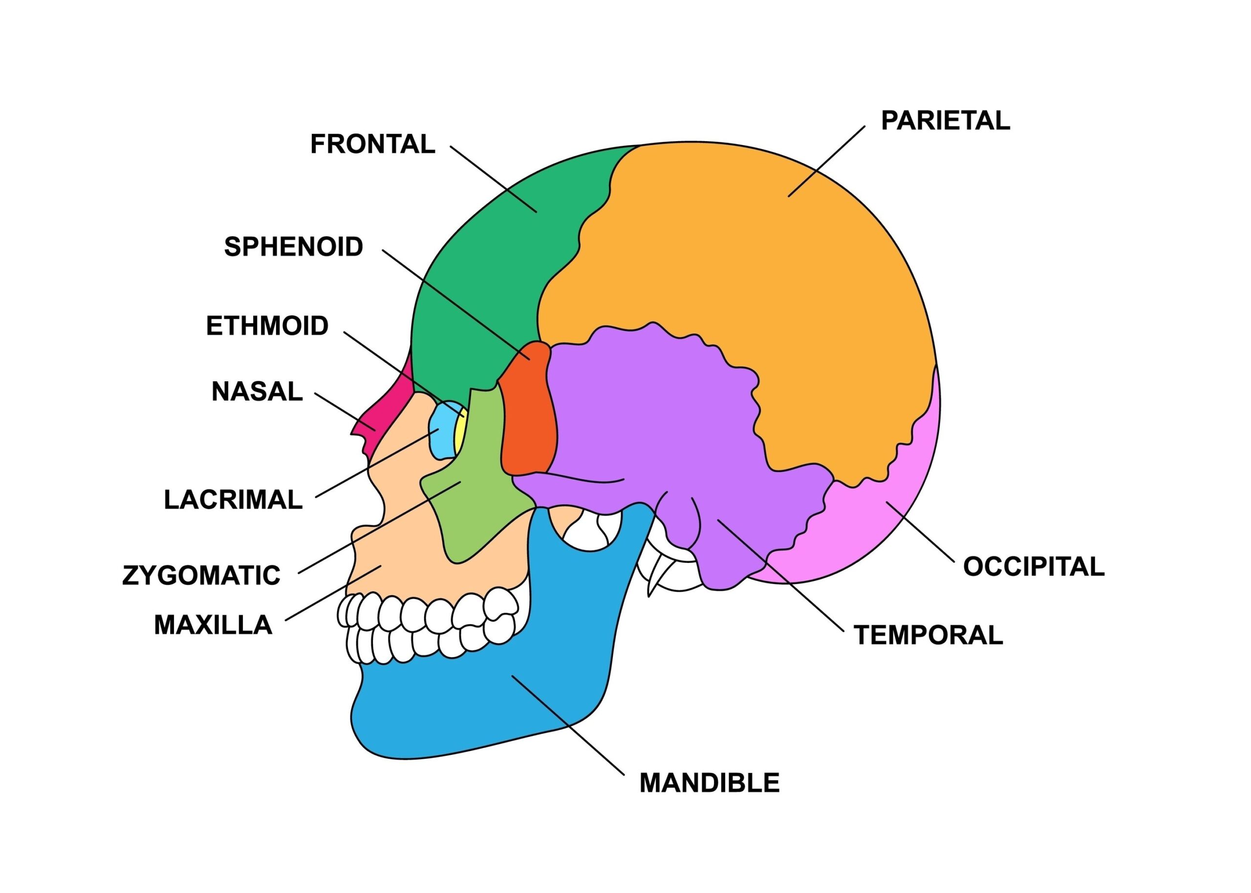 Structure of the Human Skull - Phlebotomy Career Training
