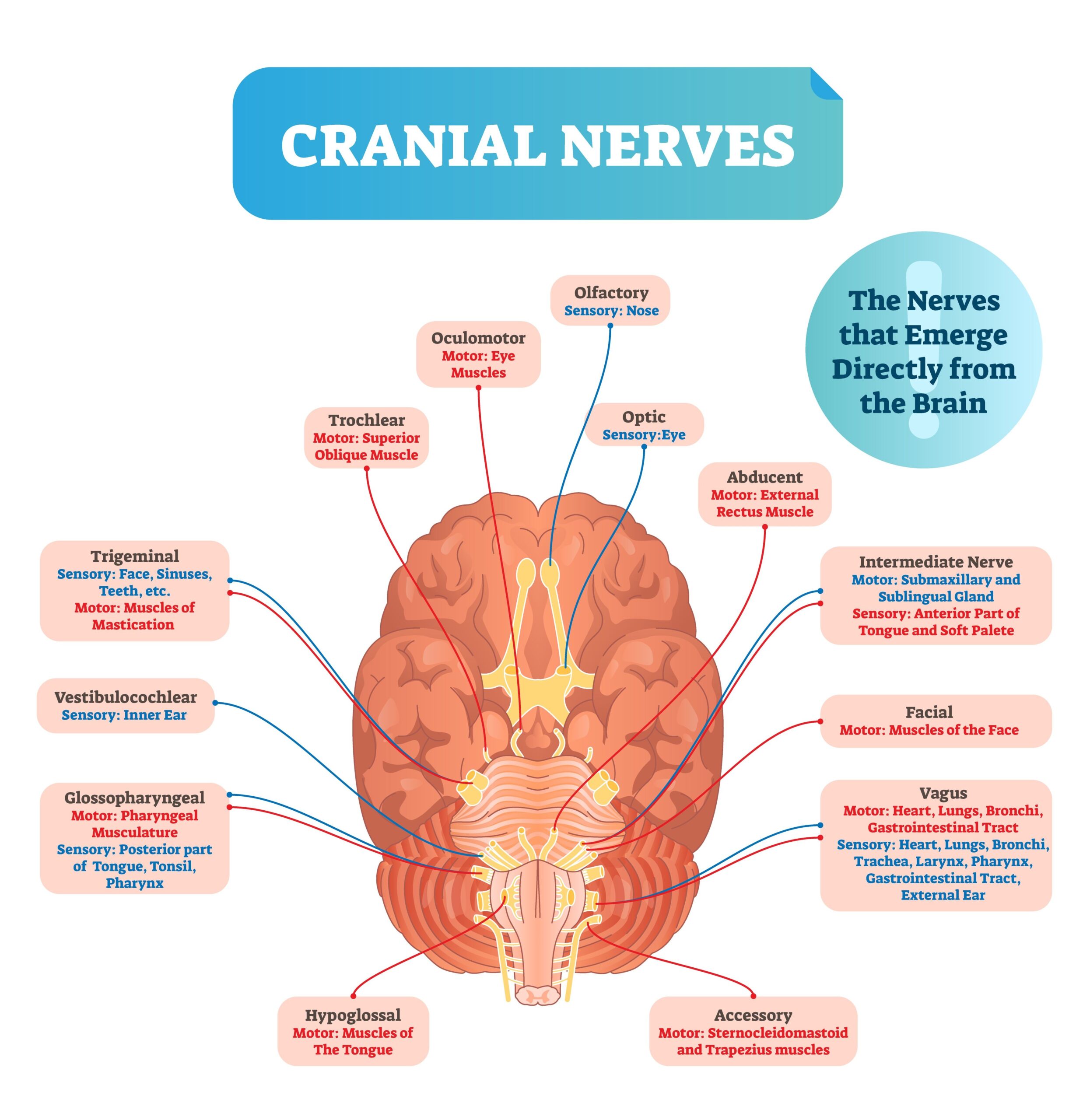 Cranial Nerves - Phlebotomy Career Training